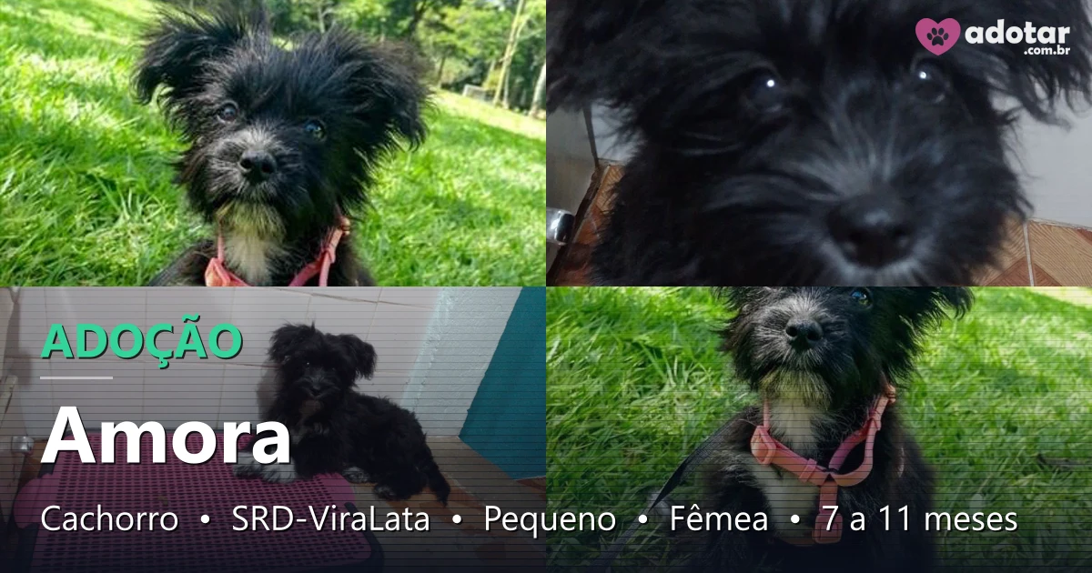 Adote Amora, Cadela SRD Dócil, 8 meses, São Paulo