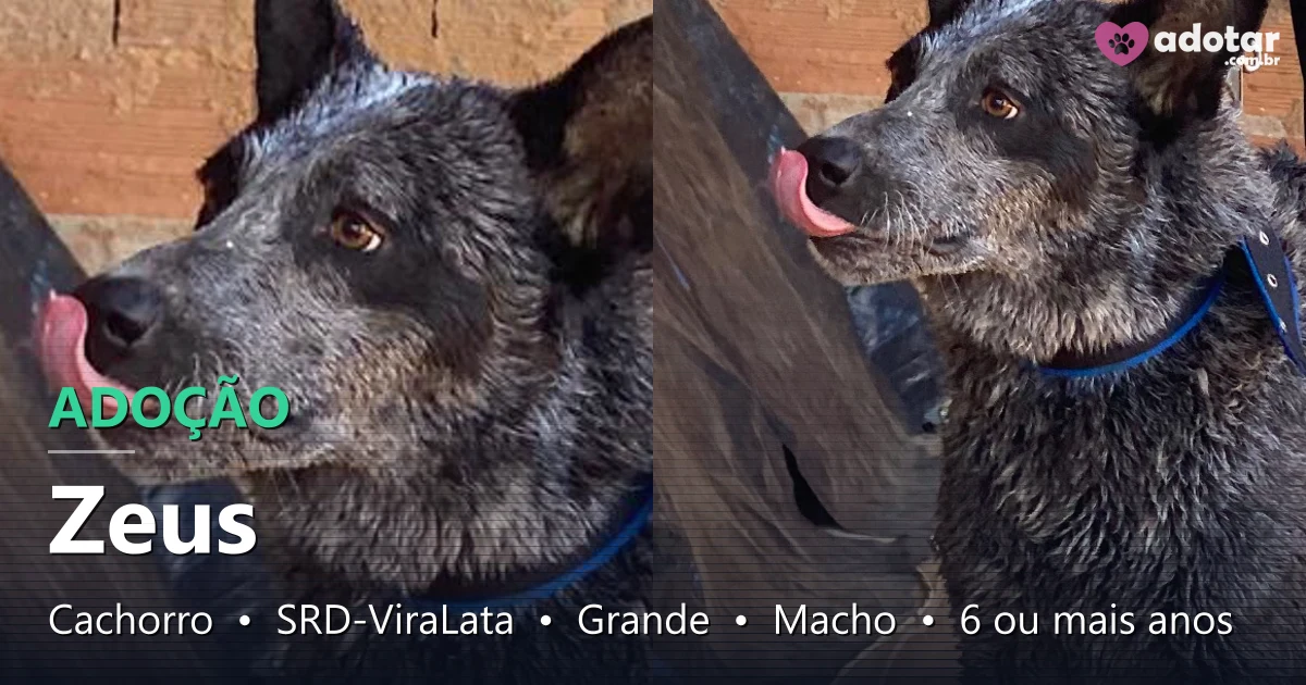 Adote Zeus, cachorro grande e brincalhão em Goiás!