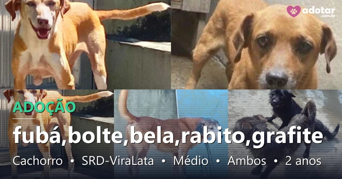 Adote Fubá e Amigos: Cães SRD para Doação em Guarujá