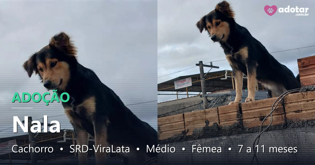 Adote Nala: Cachorra SRD Brincalhona em São Paulo/SP