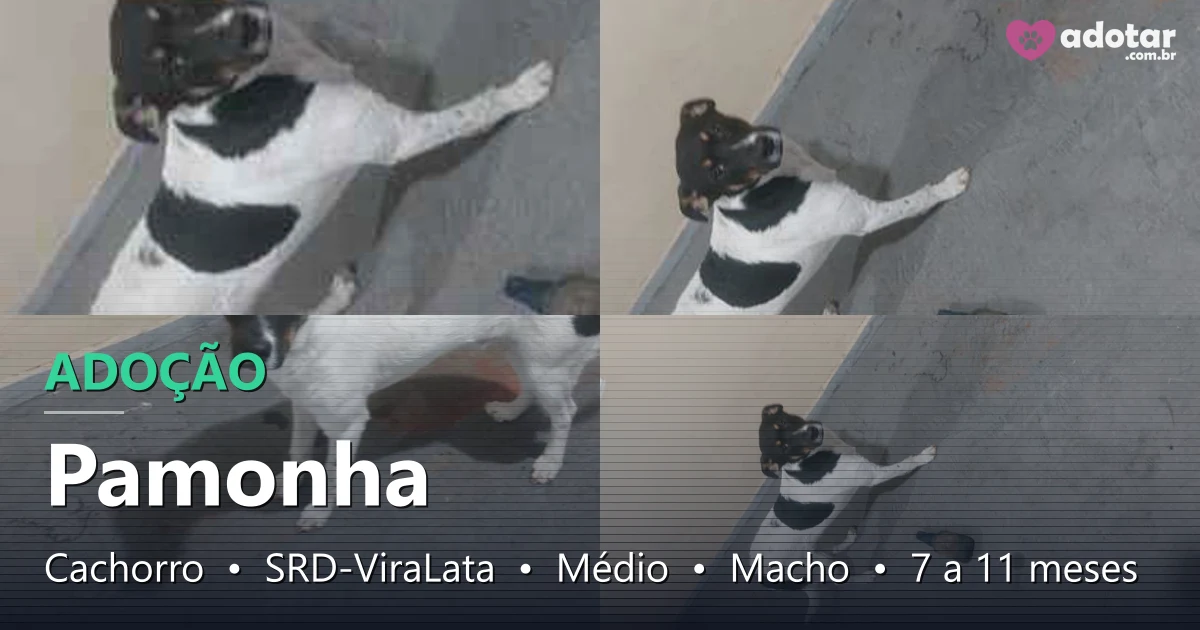 Adote Pamonha: Cachorro SRD Dócil em Santo André/SP