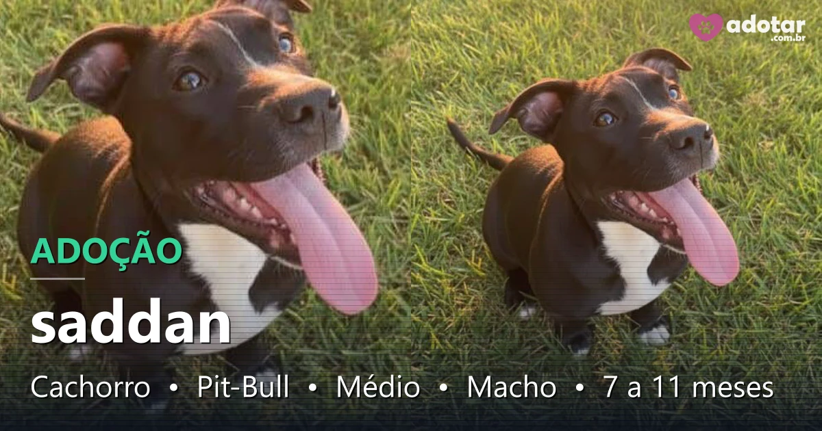 Adote o Sad-dan: Pit Bull Macho, 7 Meses, em Florianópolis
