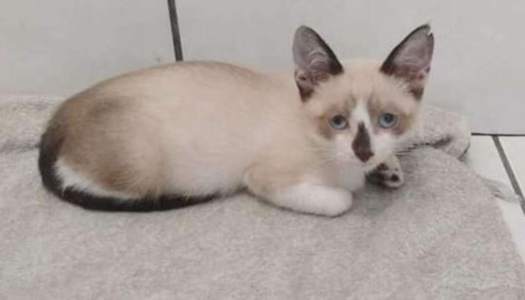 Adoção de Gato Santo André/SP | Lara | 2 a 6 meses | Raça SRD | tamanho ...