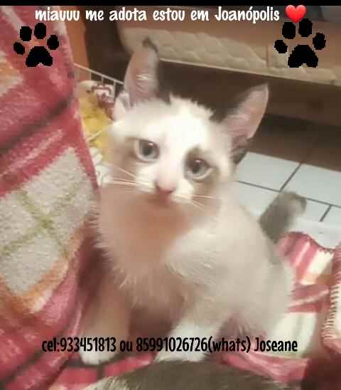 Adoção de Gato Piracaia/SP | Princesa | 2 a 6 meses | Raça Sialata ...