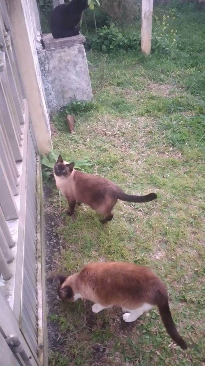 Adoção de Gato Santos/SP | Sialata ÓRFÃO | 6 anos Acima | Raça SRD ...