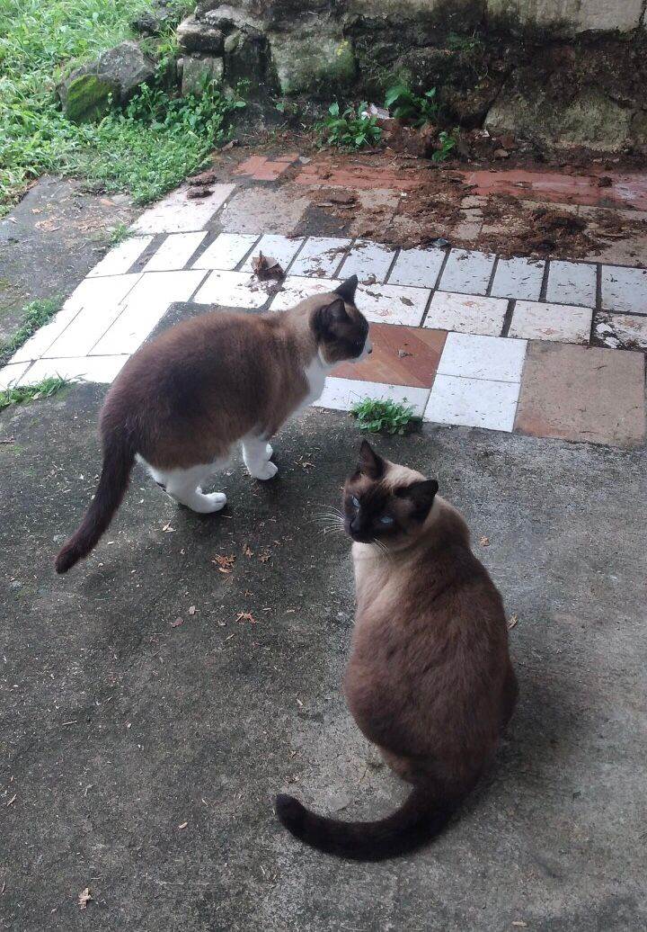 Adoção de Gato Santos/SP | Sialata ÓRFÃO | 6 anos Acima | Raça SRD ...