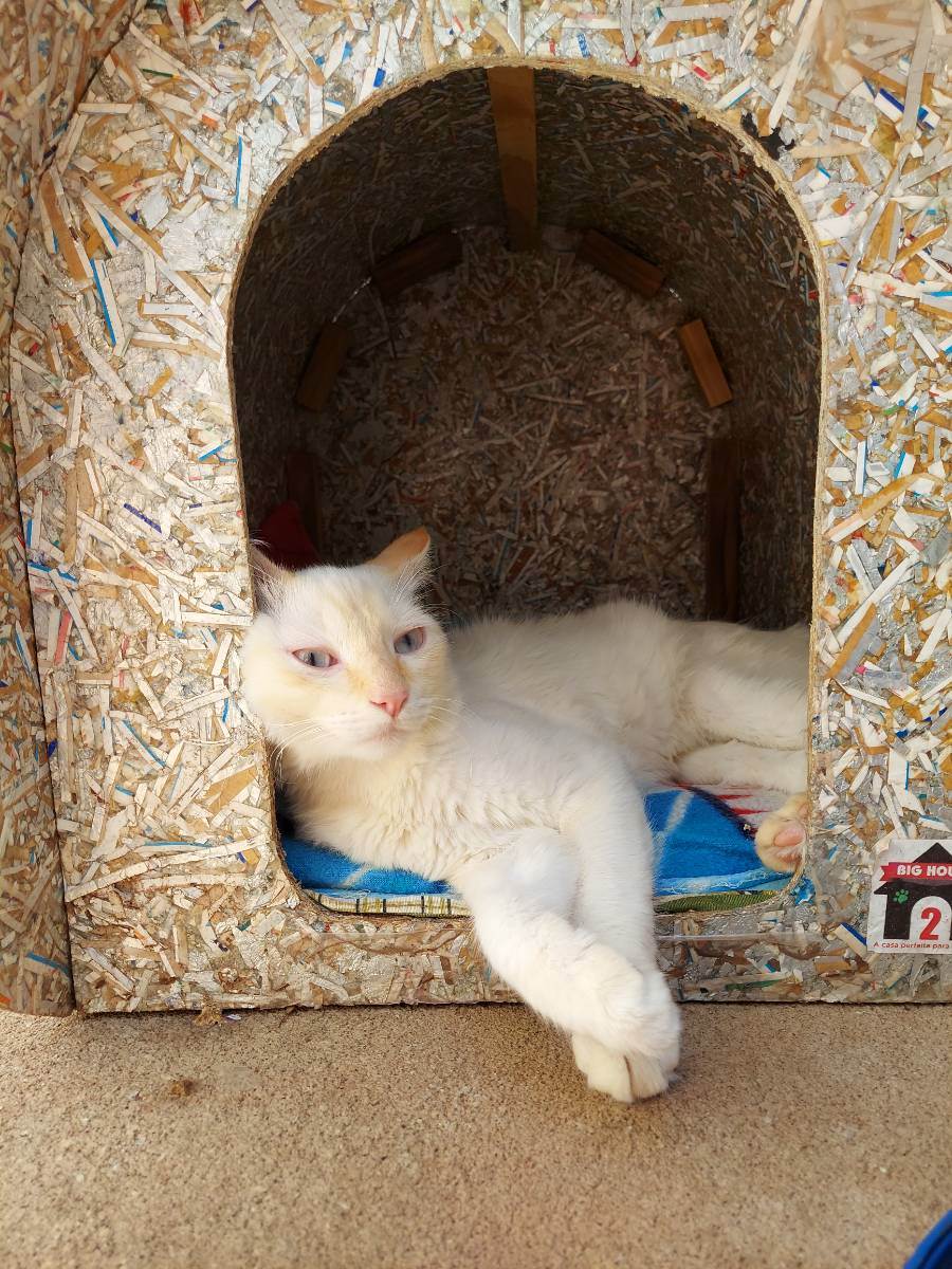 Procura-se esse Gato São Paulo/SP | OLAF | 1 ano | Raça Vira-latas ...