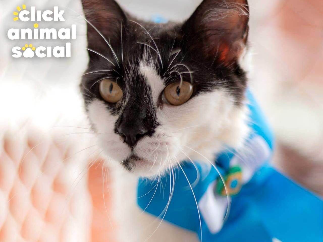 Adoção de Gato Rio de Janeiro/RJ | Mag | 7 a 11 meses | Raça SRD ...