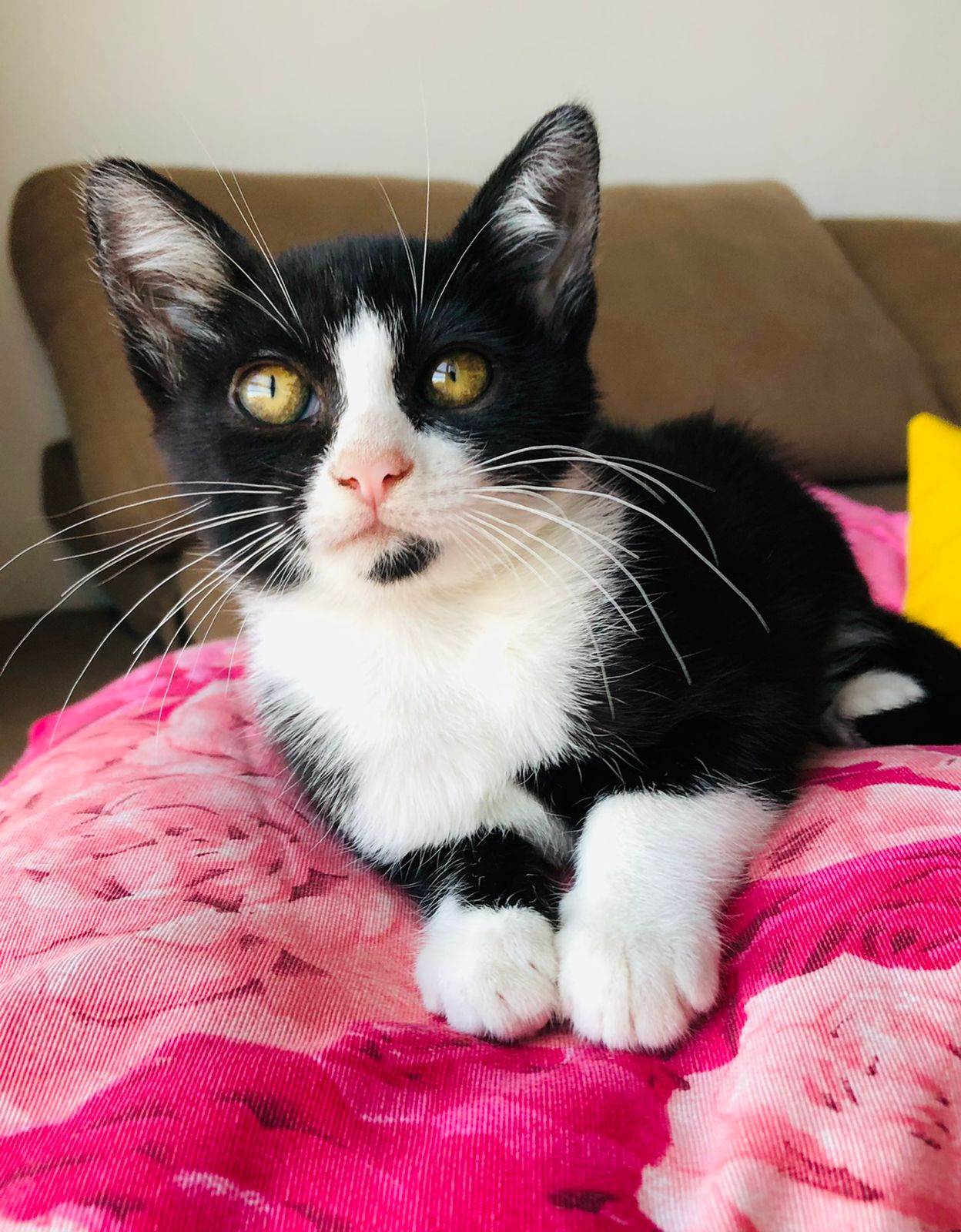 Adoção de Gato São Paulo/SP | Nick | 2 a 6 meses | Raça SRD-ViraLata ...