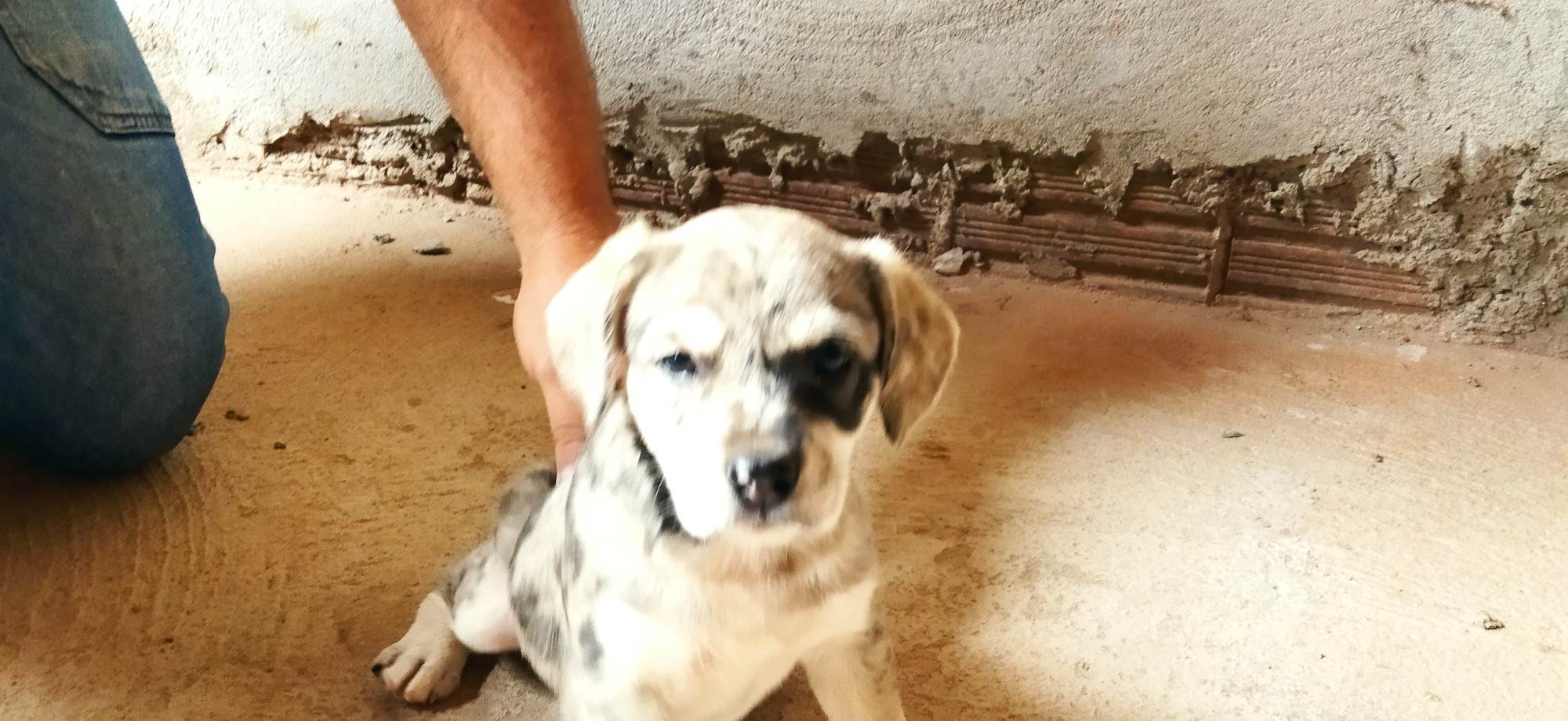 Adoção de Cachorro Maringá/PR | Sem nome, filhote | Filhote | Raça SRD ...