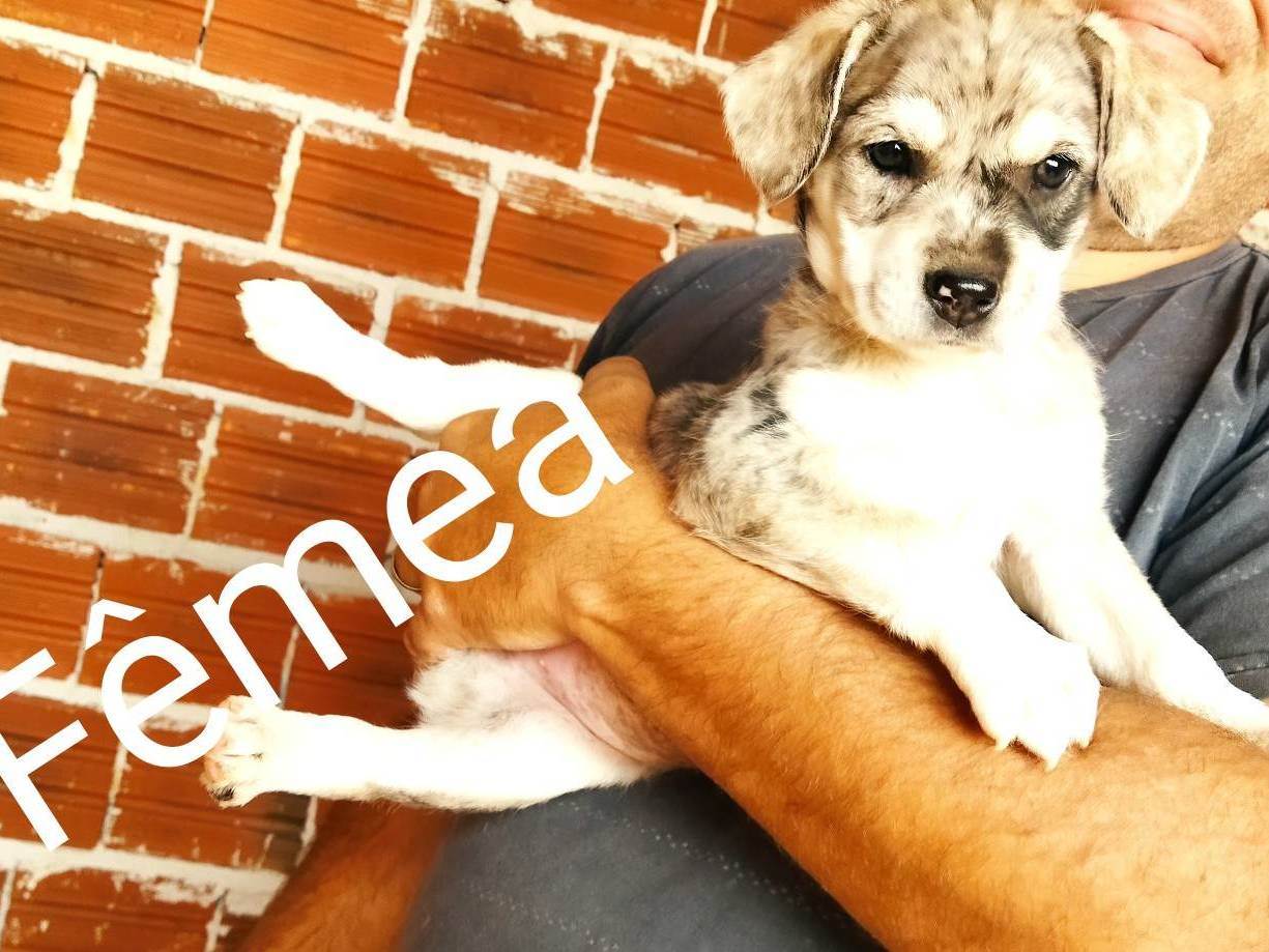 Adoção de Cachorro Maringá/PR | Sem nome, filhote | Filhote | Raça SRD ...