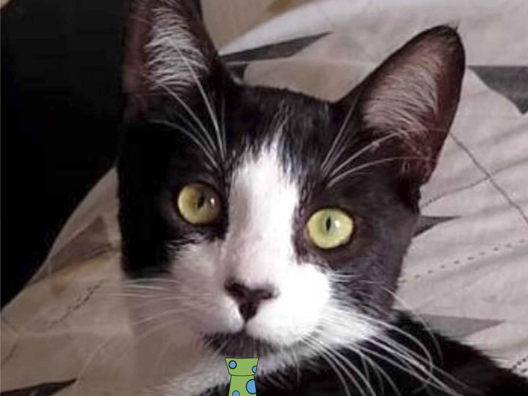 Adoção de Gato Brasília/DF | Nick | 2 a 6 meses | Raça Mestiço ...