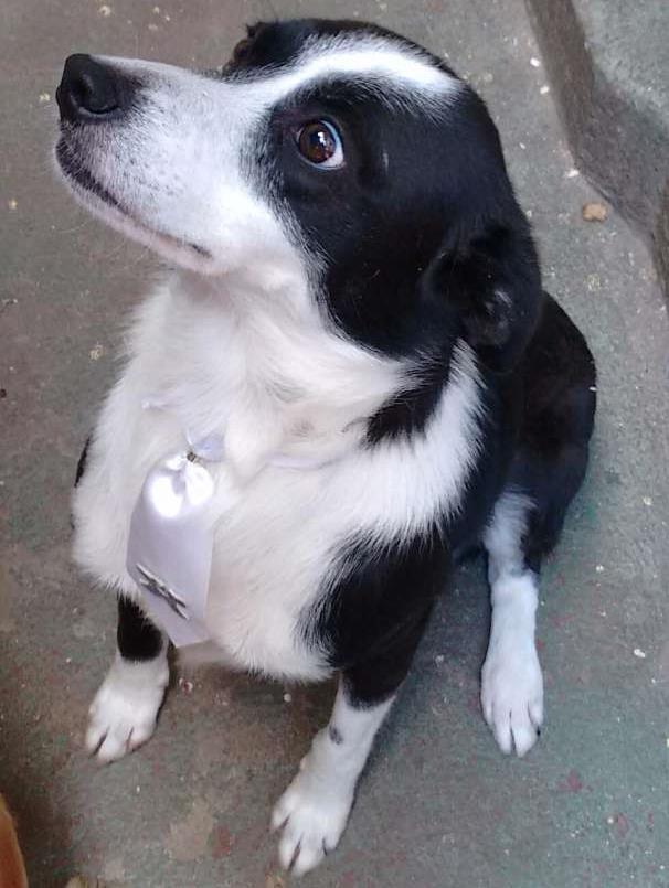 Ame o Bob: Border Collie 3 anos para adoção em BH