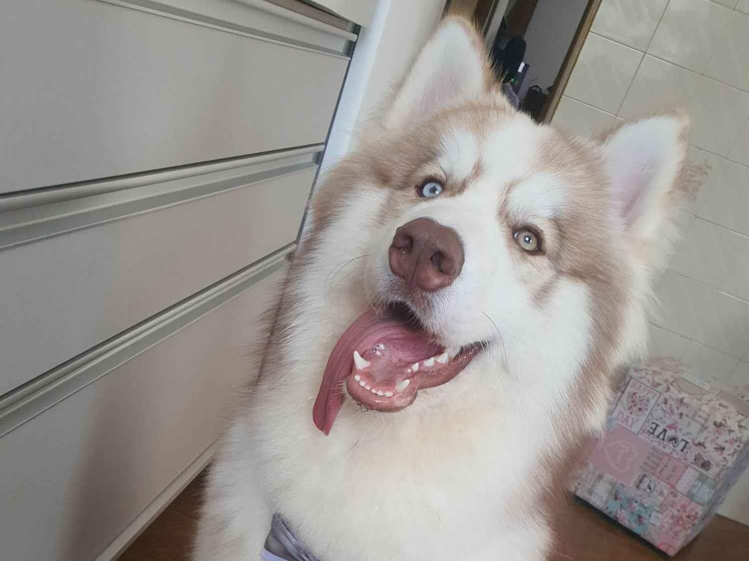 Doação de Ragnar, Husky Siberiano carinhoso e saudável