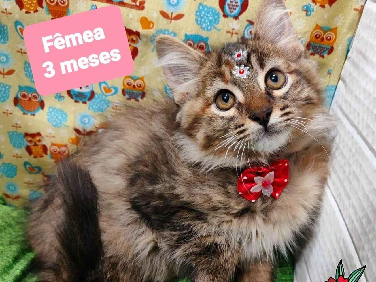 Isadora, adorável gata SRD para adoção em São Paulo