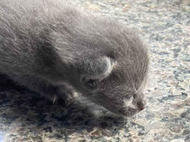 Gato Gatinho filhotes a mãe deu cria aqui perto de casa para