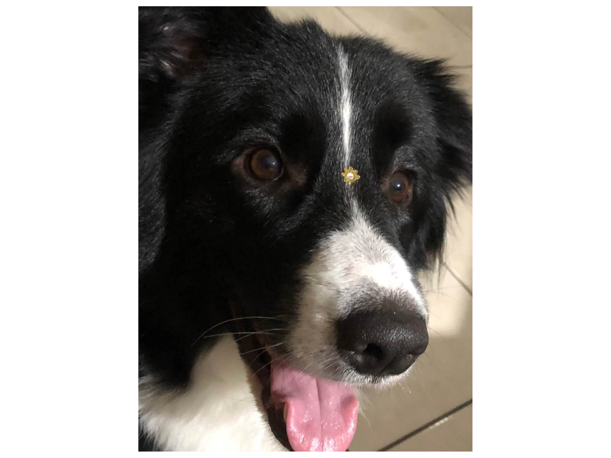 Adoção de Cadela Border Collie Amigável e Carinhosa