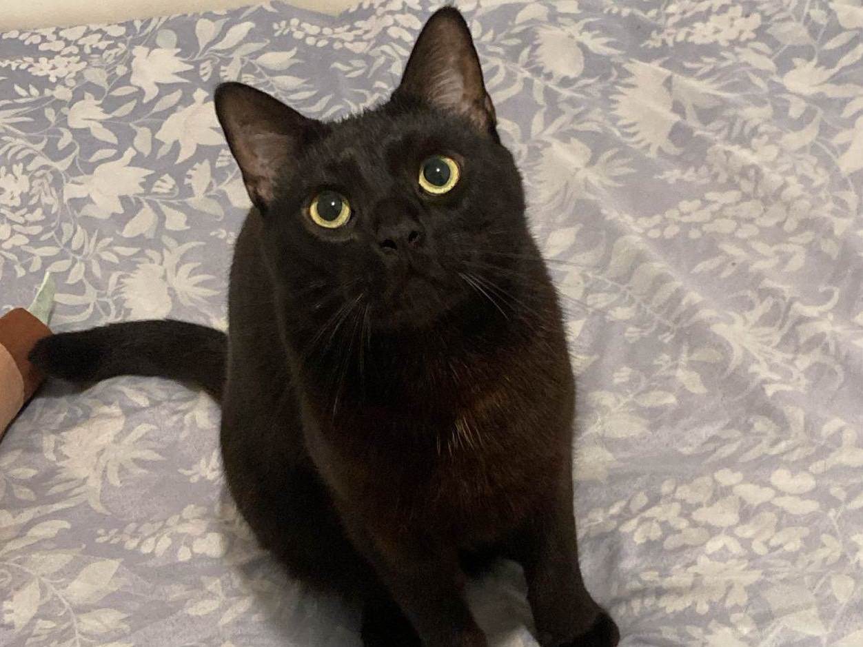 Adote Chico: o gato carinhoso e sociável que vai te encantar