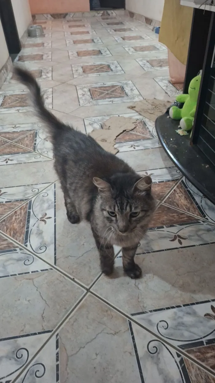 Khufra, o gato gentil e carente à espera de um lar amoroso