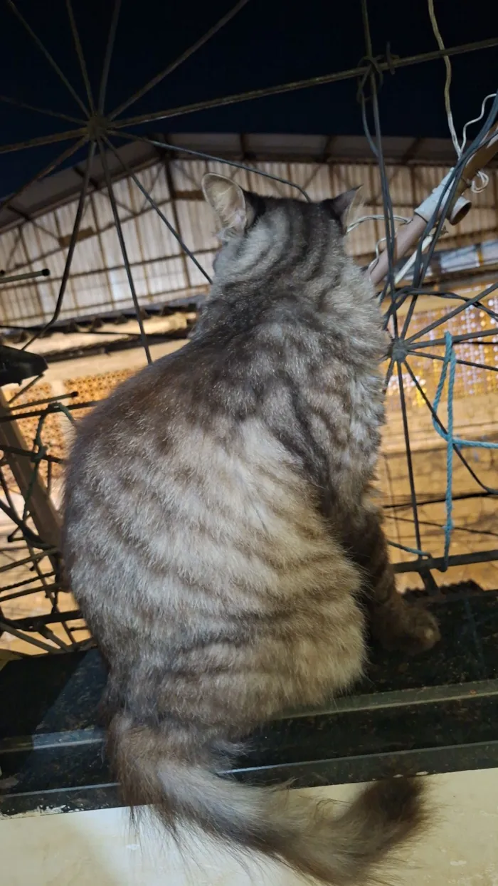 Khufra, o gato gentil e carente à espera de um lar amoroso