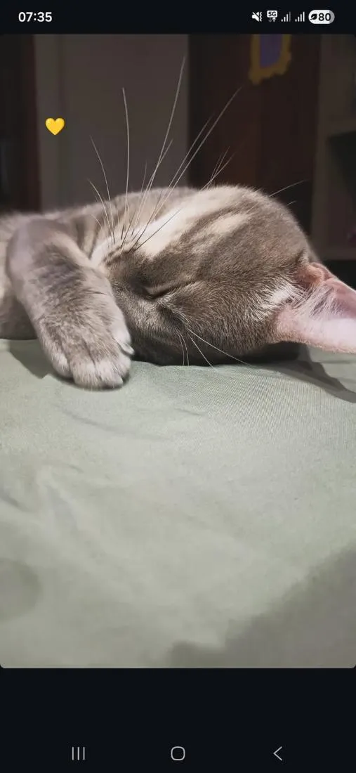 Adote Baudduco, Gato SRD Dócil e Carinhoso em Porto Alegre