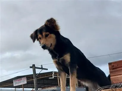 Adote Nala: Cachorra SRD Brincalhona em São Paulo/SP