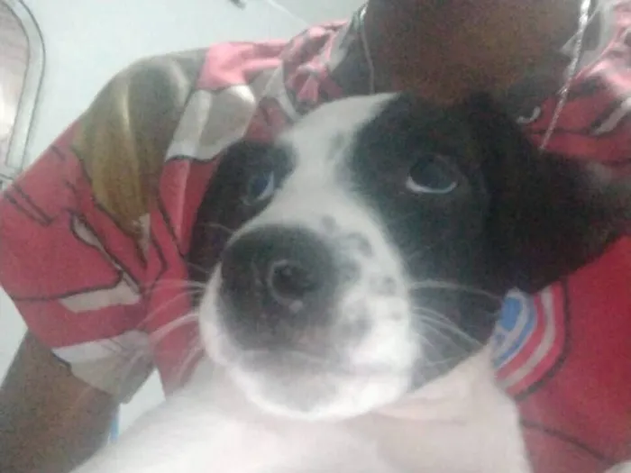 "Adote Rabito: Cachorro SRD, Dócil e Sociável em Brasília"