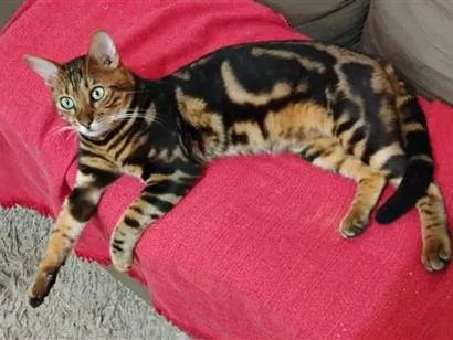 Gato Grande Macho Perdido em Jaguaruna - Ajude a Encontrar