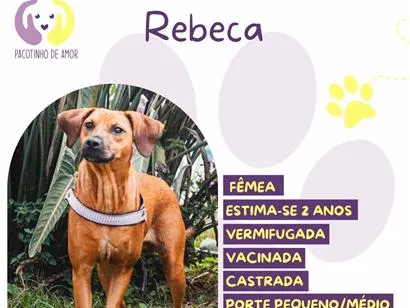 Adote Rebeca, Linda Cadela SRD de 2 Anos em São Paulo