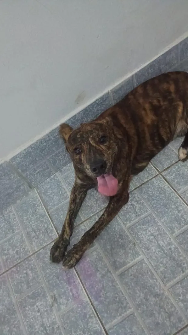 Adote Marley: Cachorro SRD Macho, 2 Anos em Belford Roxo